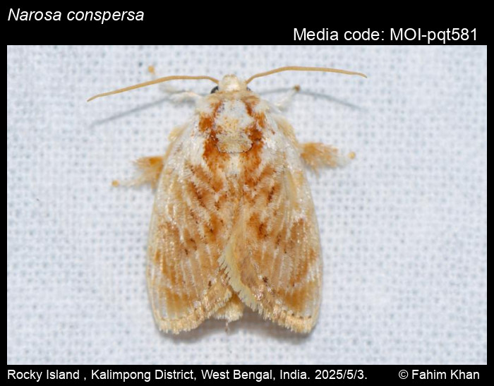 Narosa conspersa | Moths